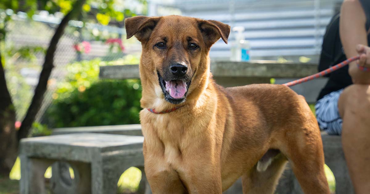 Adopt Zued | Soi Dog Foundation